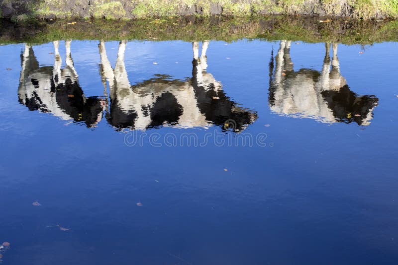 Bright Reflection in Water of Three Young Cows Standing at the Bank of ...
