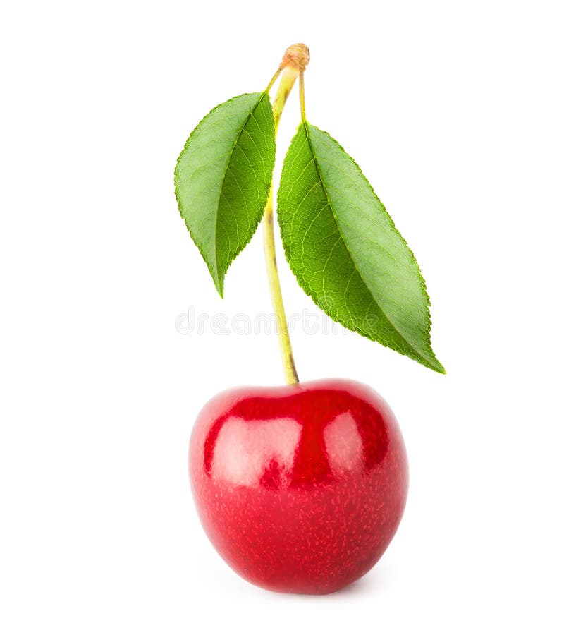 Bright Ripe Cherry with Leaves Stock Image - Image of color, green ...