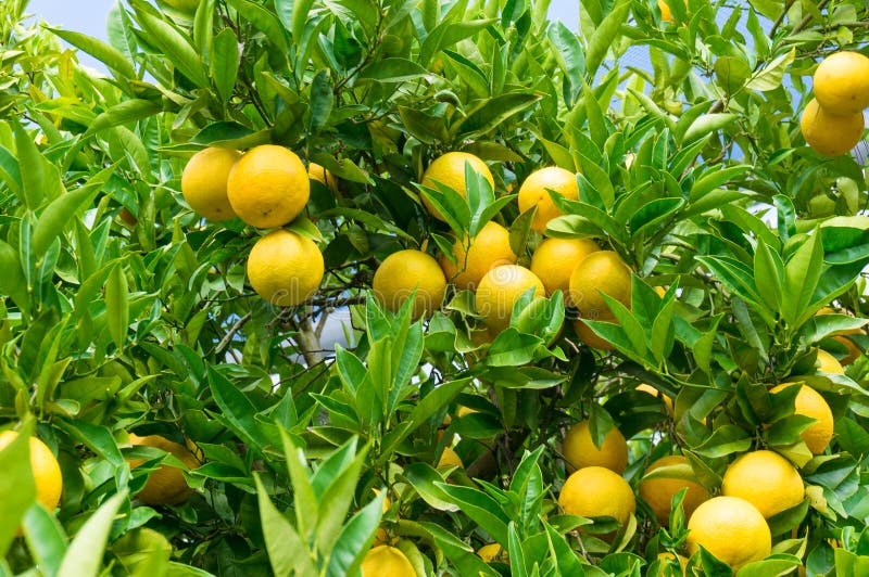 Bright Ripe Oranges on Tree Surrounded by Green Leaves Stock Photo ...