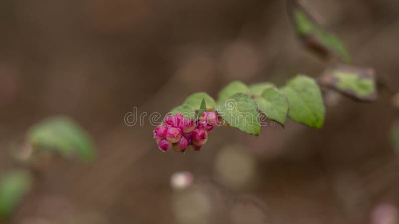 Bright Ripe Pink Fruits on a Branch Stock Image - Image of flora ...