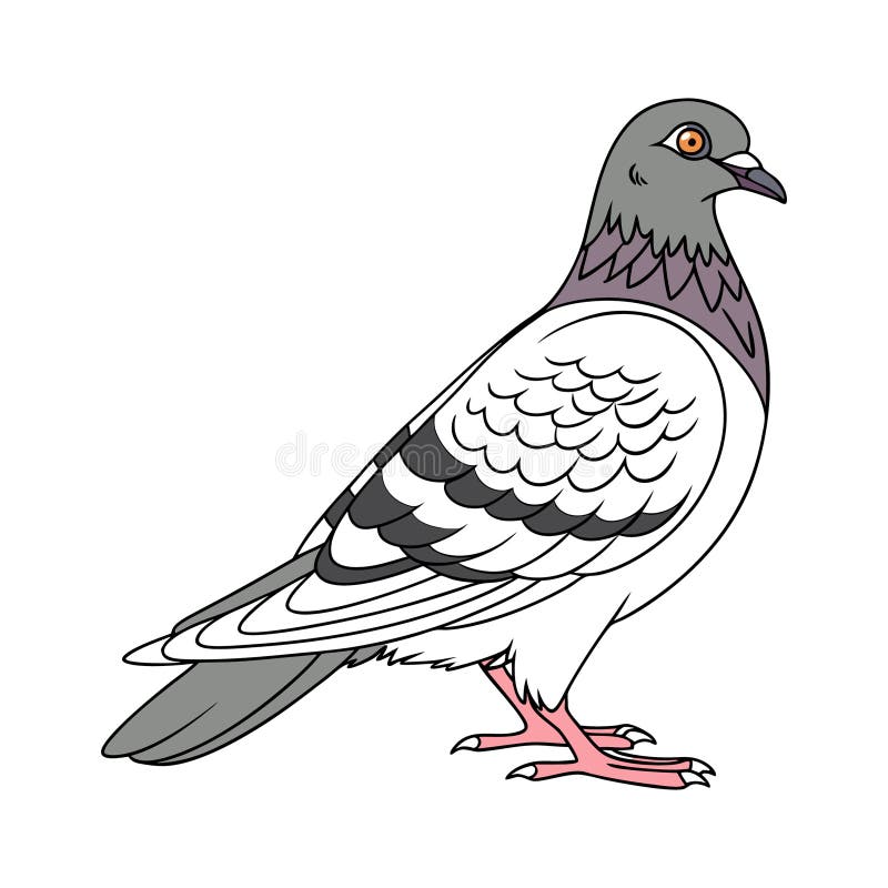 Bright Rock Pigeon Bird Artwork Stock Illustration - Illustration of ...