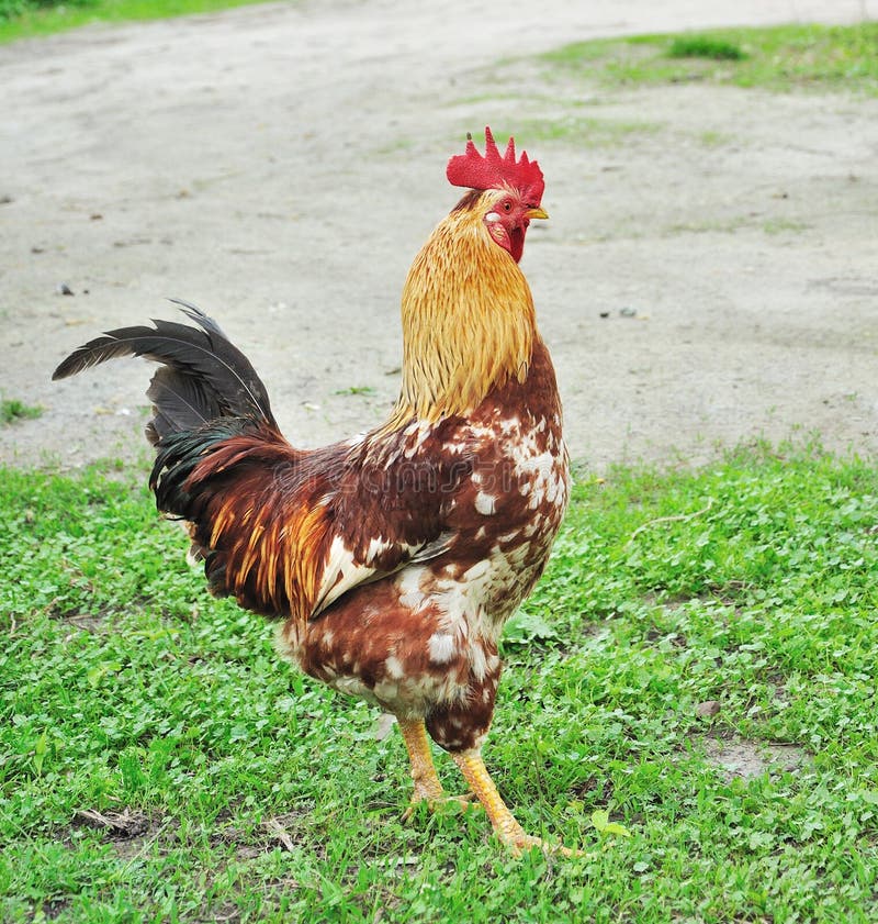 Bright rooster stock photo. Image of beack, green, standing - 40092764