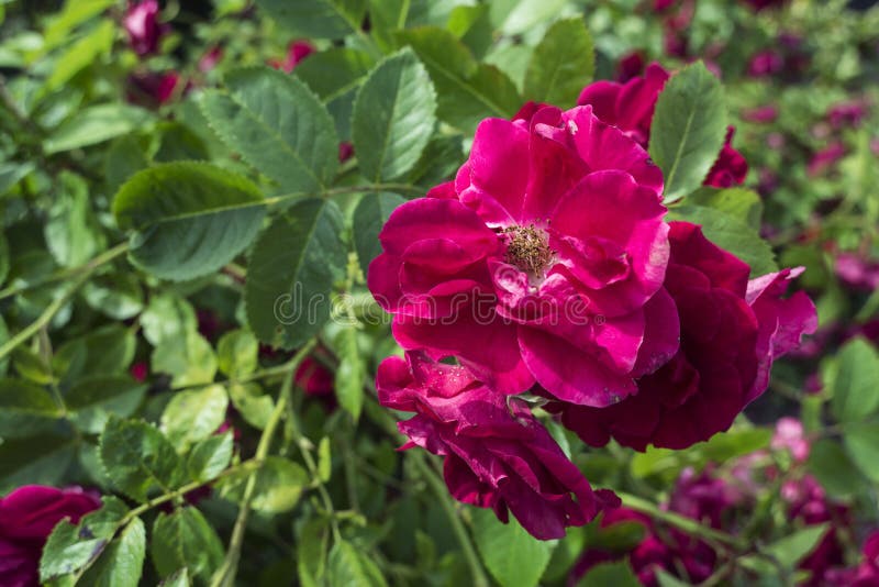 Bright rose flower stock photo. Image of petal, blossom - 100850464