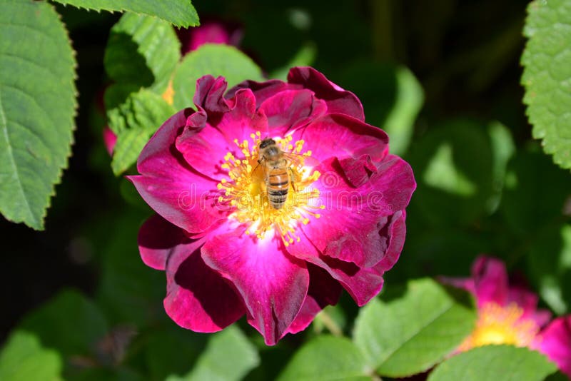 Bright rose stock photo. Image of flower, bush, rose - 41834270