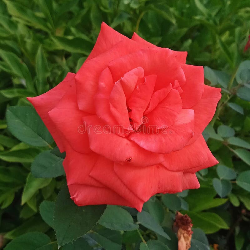 A Bright Rose Grows in the Grass. Stock Image - Image of rose, flower ...