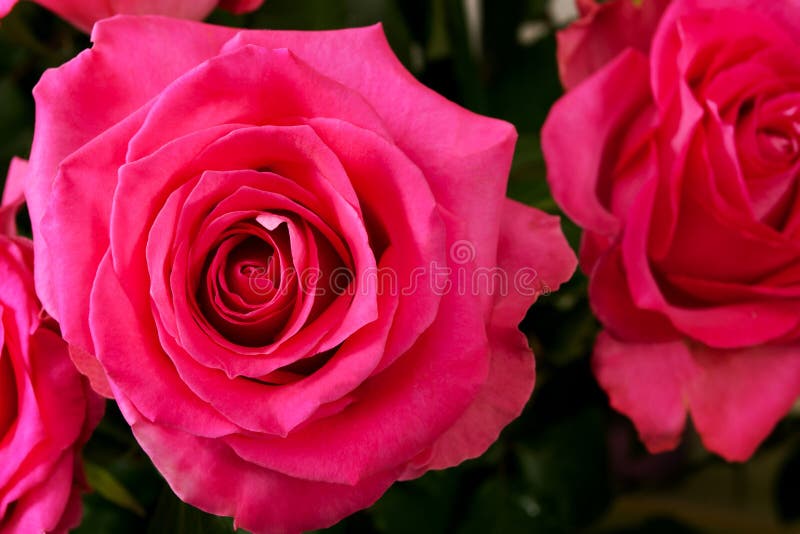 Subtle roses stock photo. Image of colour, gesture, festive - 5174778