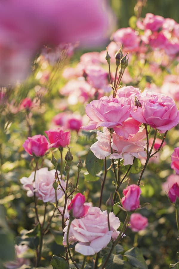 Bright roses stock image. Image of odor, bush, shrub - 45835371