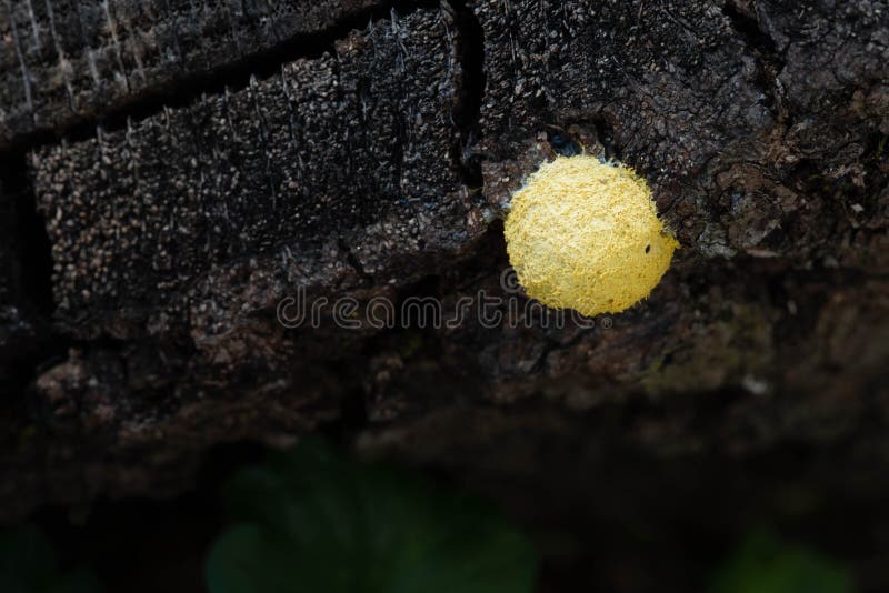 Yellow, Round, Spore Close-up. Stock Photo - Image of molded, yellow ...
