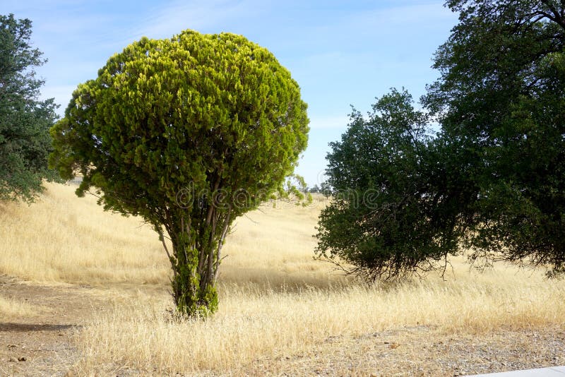Bright Round Tree stock image. Image of green, field - 55917961