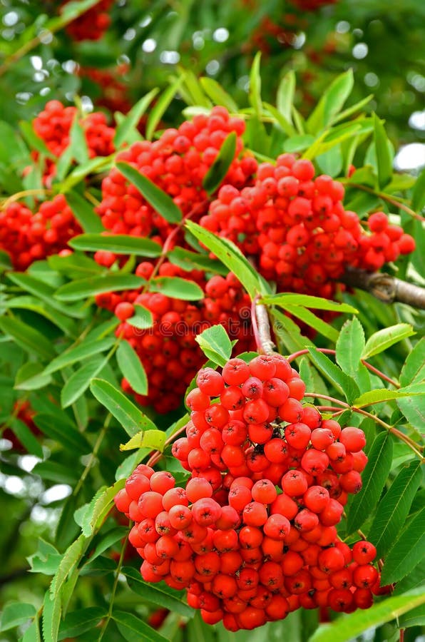 Bright rowan berries stock image. Image of ripe, august - 26174253