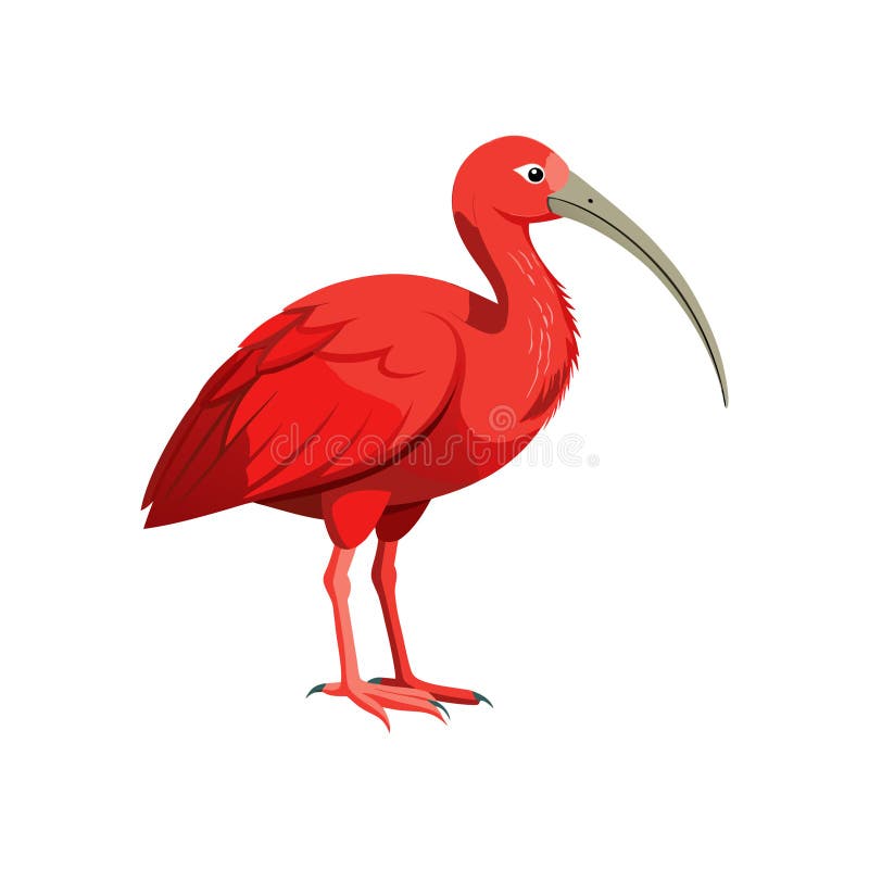Bright Scarlet Ibis Bird Artwork Stock Illustration - Illustration of ...