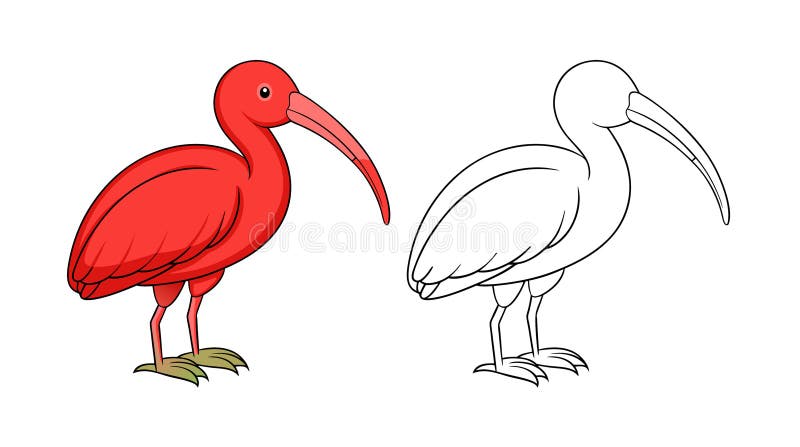 Bright Scarlet Ibis Bird Artwork Stock Illustration - Illustration of ...