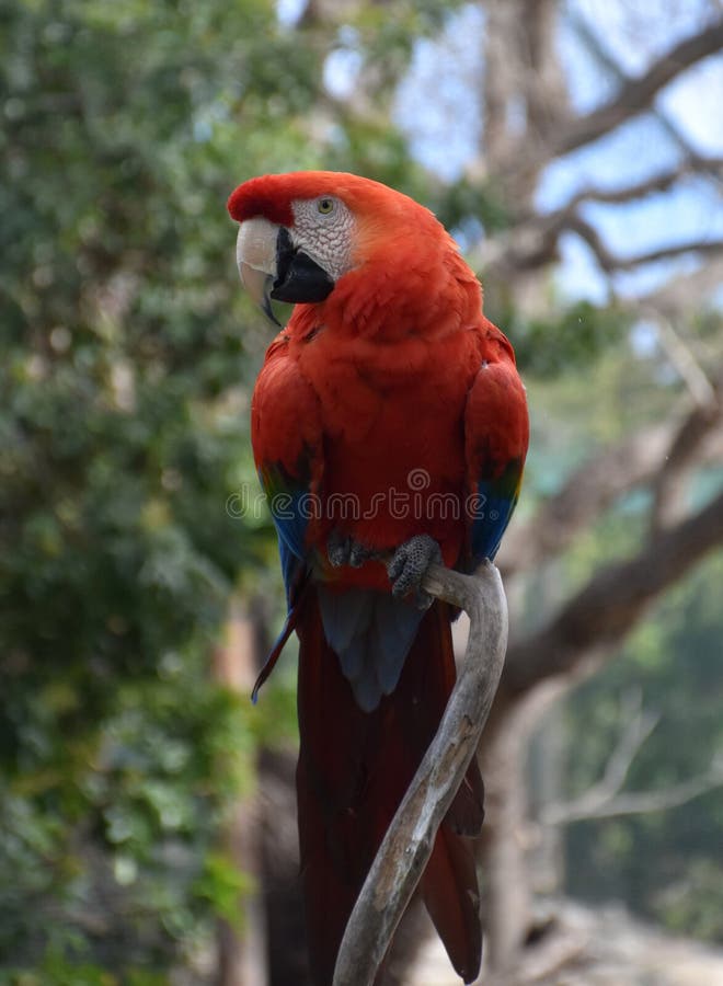 Bright Scarlet Macaw Bird on a Tree Branch Stock Photo - Image of ...