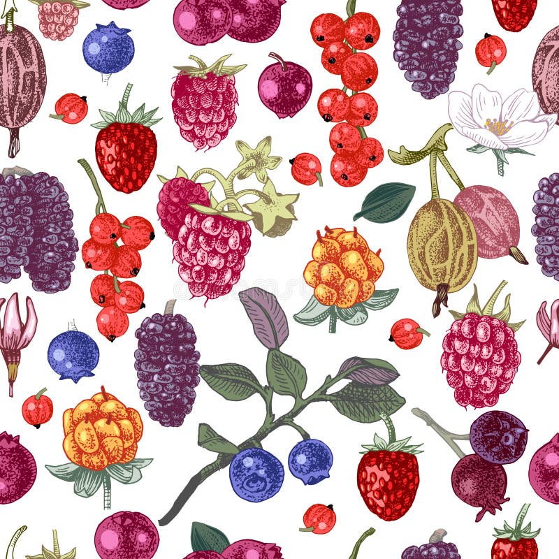 Seamless Pattern with Hand Drawn Berries Stock Vector - Illustration of ...