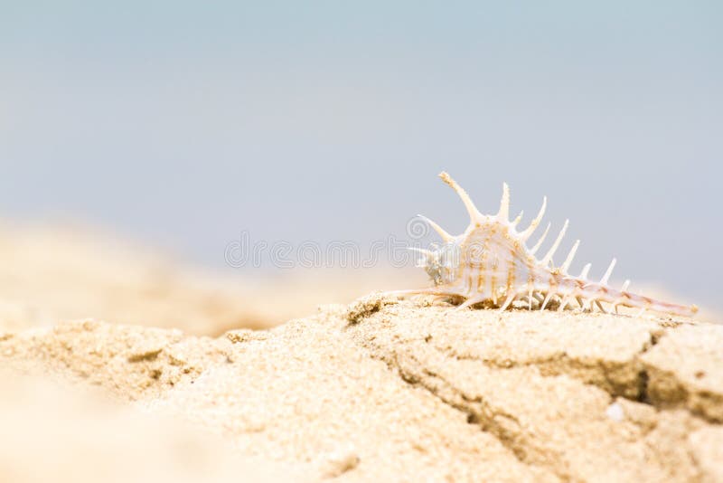 Bright Seashell Lies on the Beach in the Sand Stock Image - Image of ...