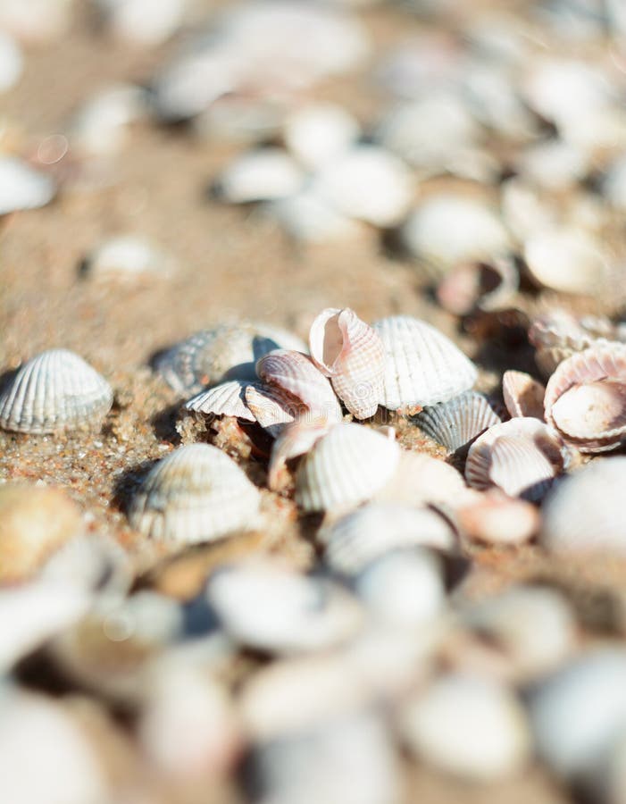 Bright Seashells on the Seashore. Beautiful Seashells on the Beach ...