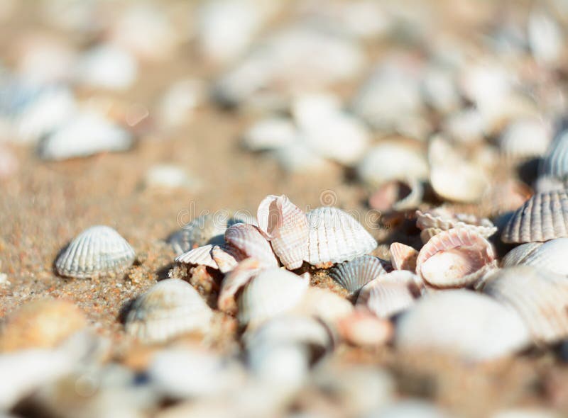 Bright Seashells on the Seashore. Beautiful Seashells on the Beach ...