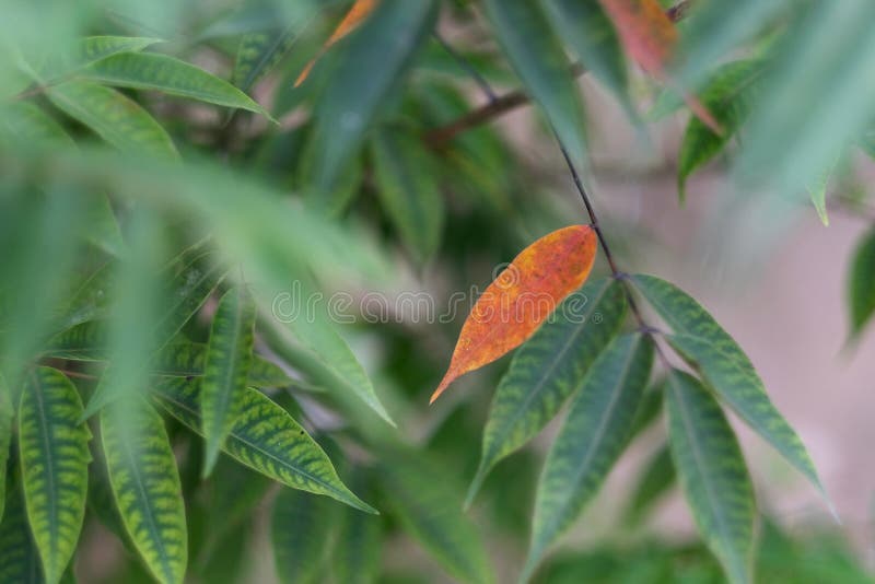 Bright Sharp Colored Leaves of a Tropical Plant Stock Image - Image of ...