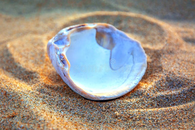 Bright Shell on the Sand, Close-up. Stock Image - Image of coast ...