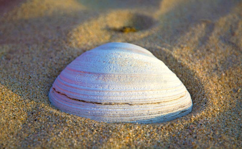 Bright Shell on the Sand, Close-up. Stock Photo - Image of nature ...