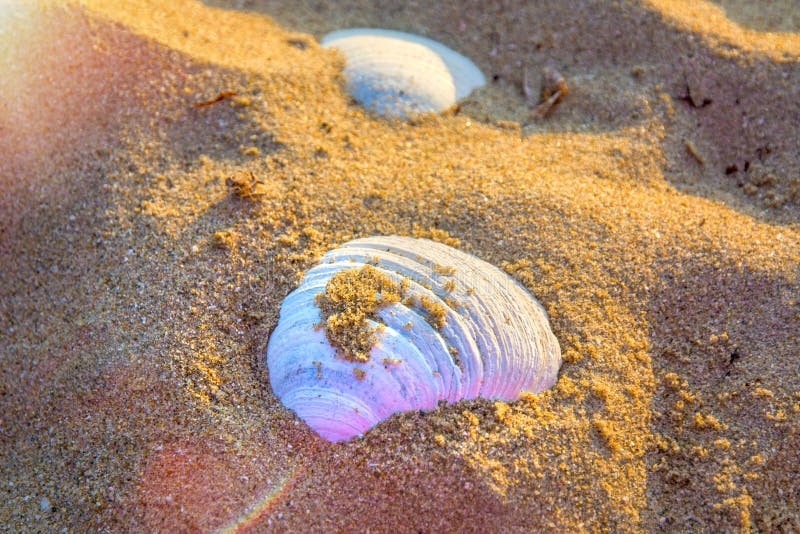 Bright Shell on the Sand, Close-up. Stock Image - Image of coast ...