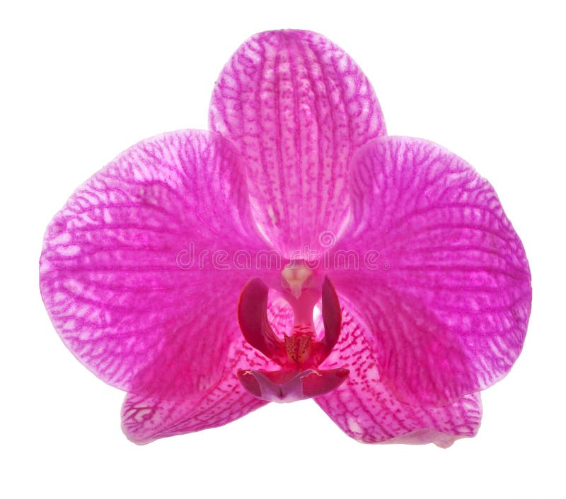 Yellow Chrysanthemum Flower Isolated on White Stock Photo - Image of ...