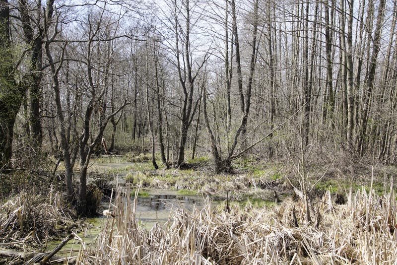 Bright Sky in April. Trees and Shrubs and First Leaves. Sunlight and ...