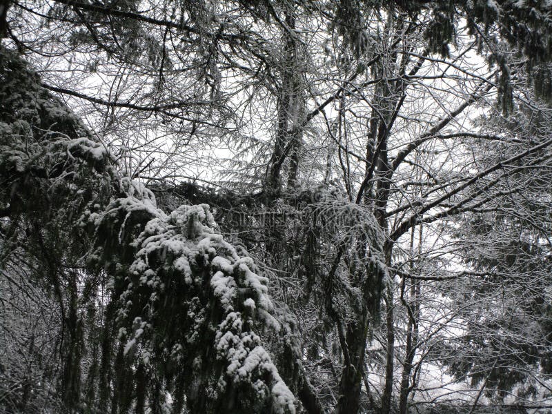 Bright Snow on Conifers and Trees on a Winter Day Stock Photo - Image ...