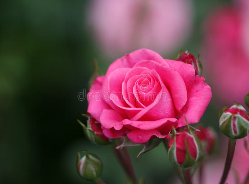 The Bright Soft Rose Macro Shot Stock Photo - Image of light, macro ...