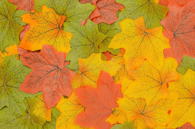 Bright Solid Autumn Background of Red, Green and Yellow Leaves Stock ...