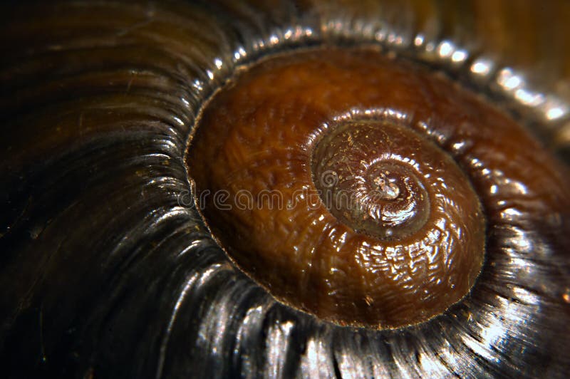 65,020 Snail Shell Photos - Free & Royalty-Free Stock Photos from ...