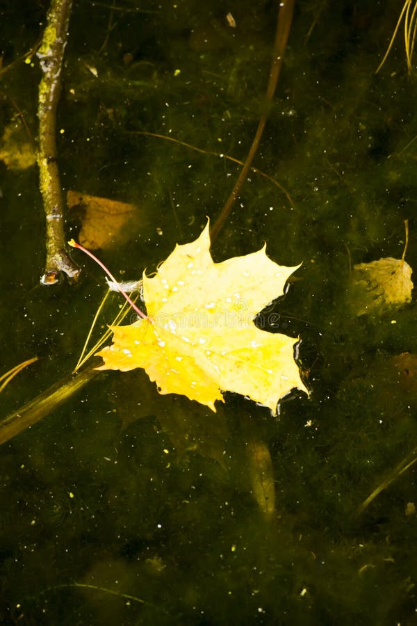 Bright spot stock image. Image of bright, yellow, spot - 85444863