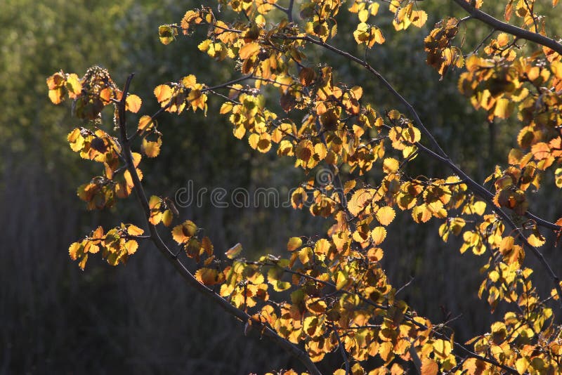 Bright Spring Aspen Leaves Backlit by the Sun Stock Photo - Image of ...