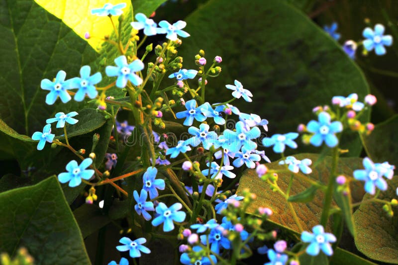 Bright Spring Blue Flowers on a Dark Background of Greenery, Close-up ...