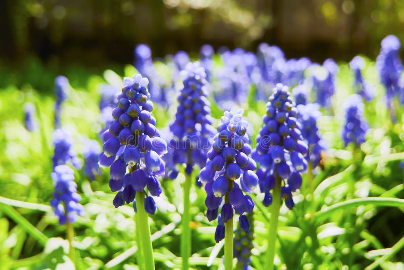 Bright Spring Blue Flowers in the Daylight Stock Image - Image of ...