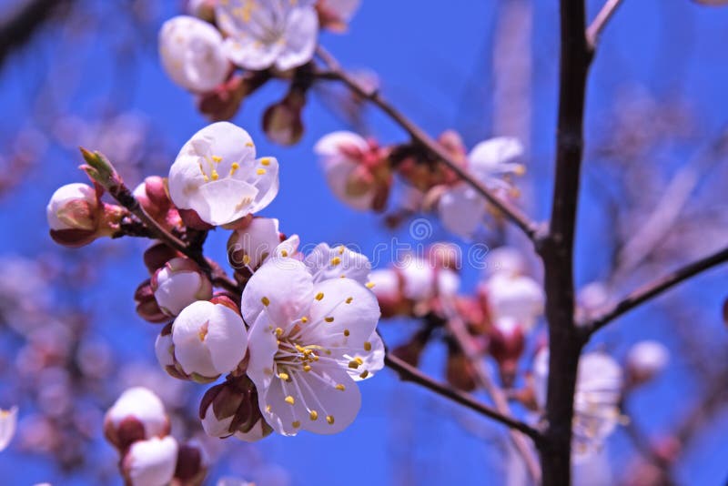 Bright spring tulips stock photo. Image of flower, yellow - 20314388