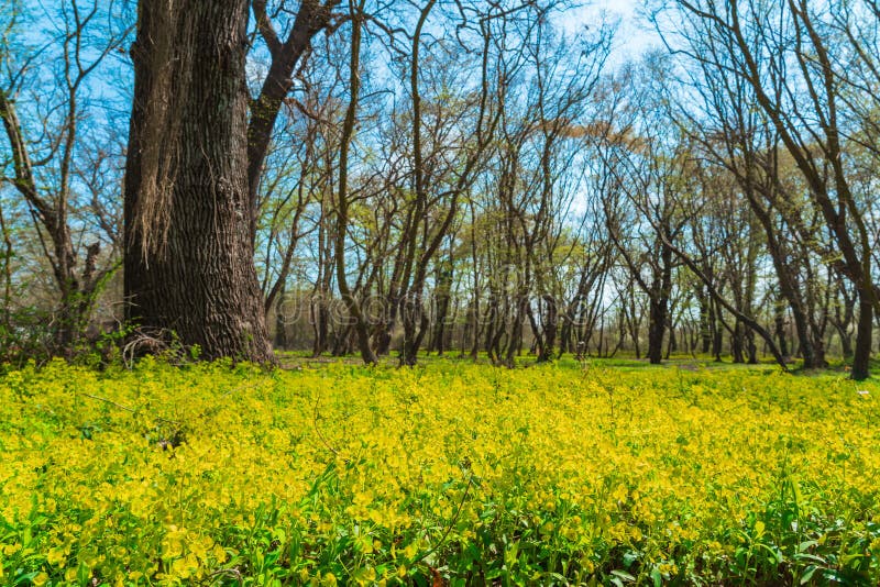 Bright Spring Flowers in a Forest Clearing. Freshness of Nature Stock ...