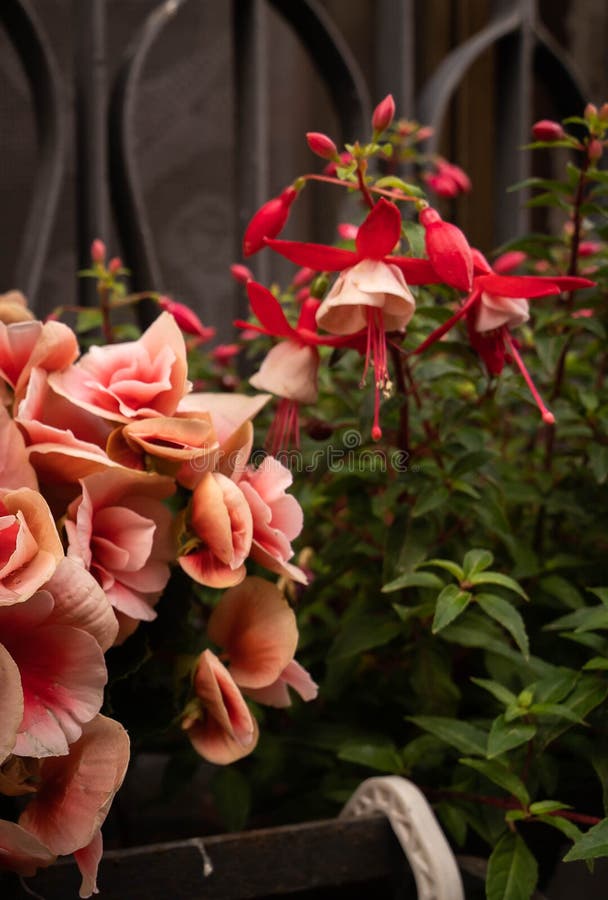 Bright Spring Flowers on the Streets of Italy Stock Image - Image of ...