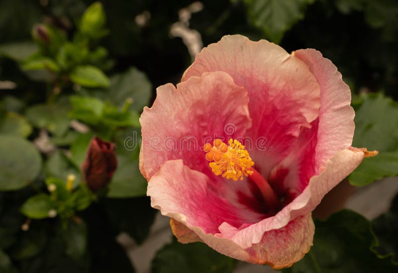 Bright Spring Flowers on the Streets of Italy Stock Photo - Image of ...