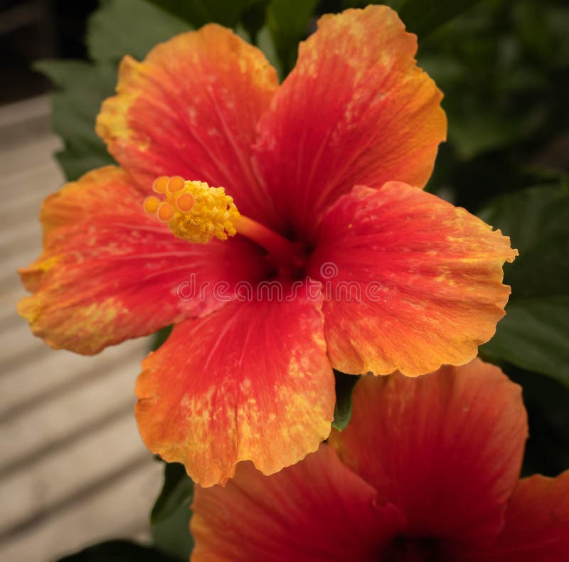 Bright Spring Flowers on the Streets of Italy Stock Image - Image of ...