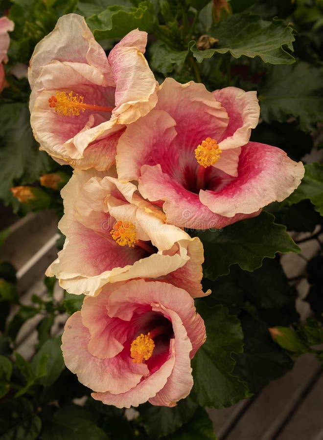 Bright Spring Flowers on the Streets of Italy Stock Photo - Image of ...