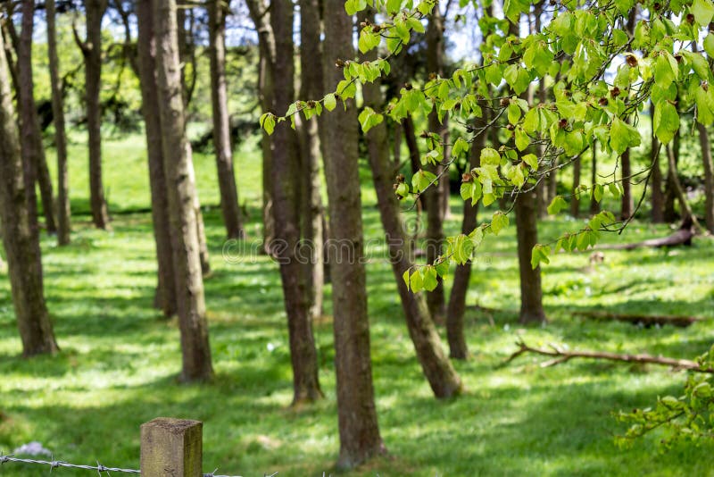 Bright, Spring Forest in May, Scotland, UK Stock Image - Image of grass ...