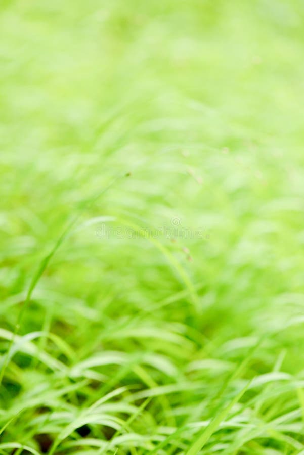 Bright Spring Grass Background Stock Image - Image of spring, life ...