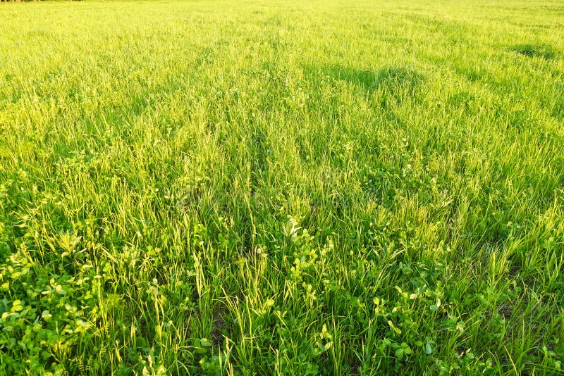 Bright Spring Green Trees Nature Landscape Stock Photo - Image of ...