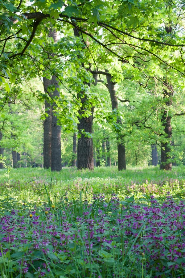 Bicycle in the Flower Field Stock Image - Image of landscape, flower ...