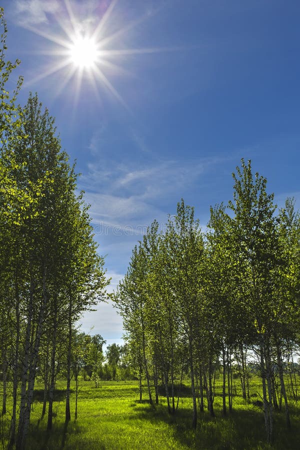 Spring grove stock photo. Image of desire, area, easter - 39640398