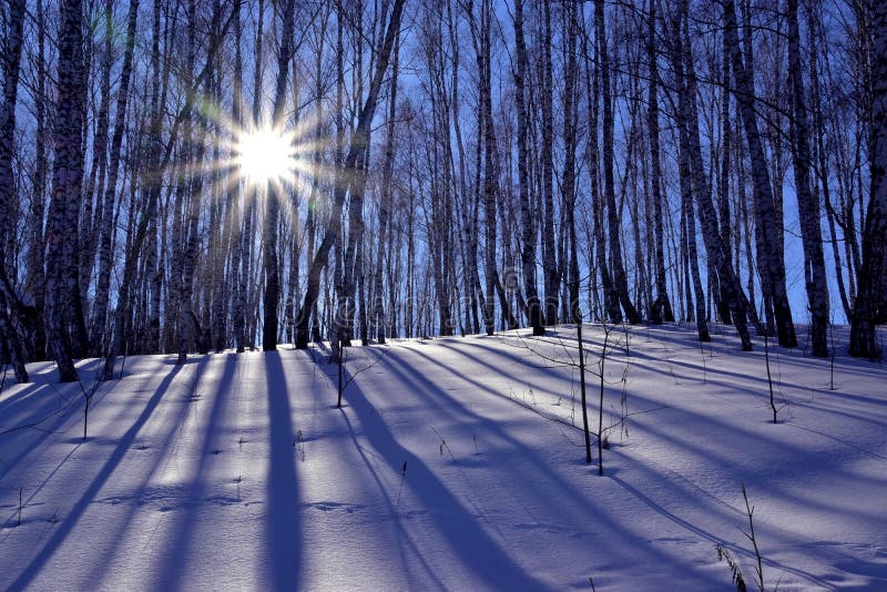 The Bright Spring Sun Shines through the Rare Young Birch Forest Stock ...