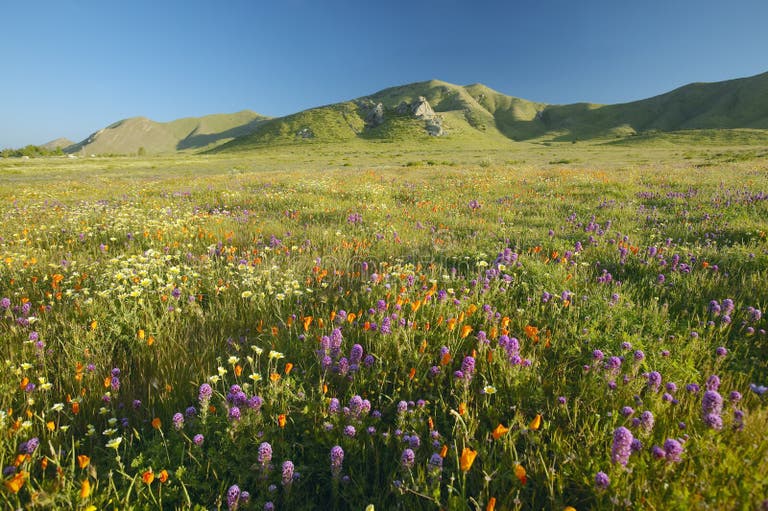 737 Scenic Spring United States Wild Flowers Stock Photos - Free ...