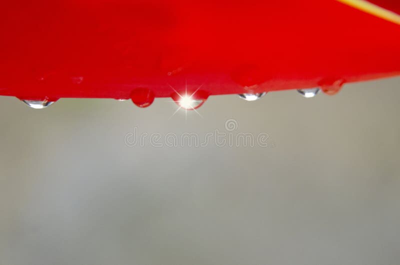 Bright Star from Light on Dew Drop on Red Petal Stock Image - Image of ...