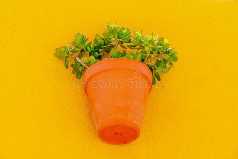 Bright Succulent Plant in Orange Pot Against Yellow Wall Stock Photo ...